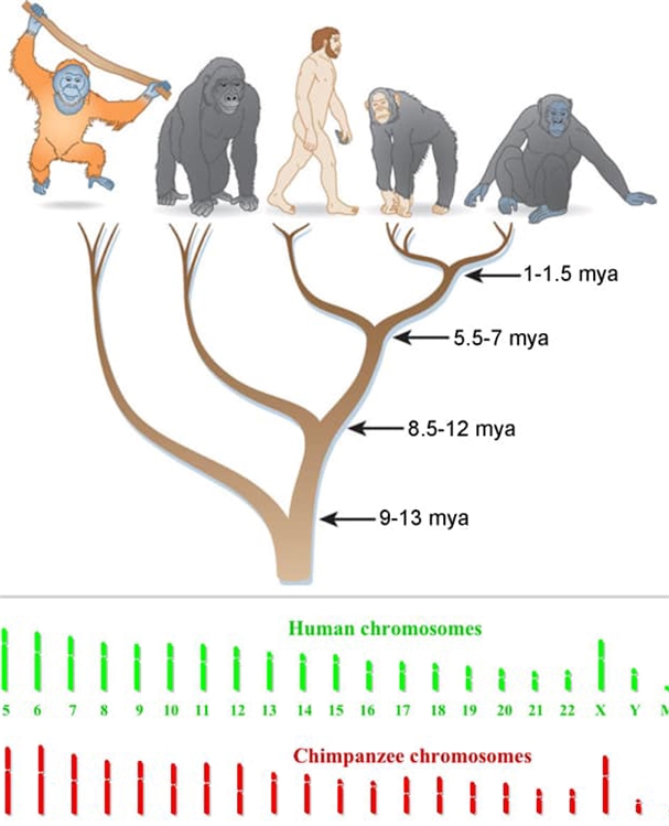 Ấn Độ bỏ thuyết tiến hoá của Charles Darwin khỏi sách giáo khoa và sự ...