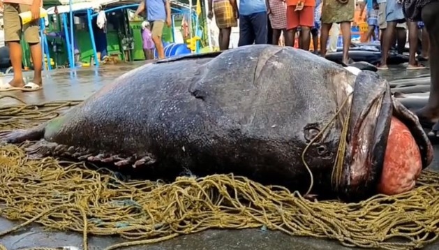 Ngư dân bắt được con Cá Mú khổng lồ quý hiếm nặng gần 1000 lbs - Thế ...