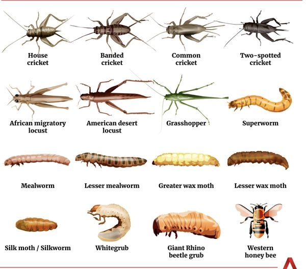 Quốc đảo Singapore chính thức xem côn trùng là thức ăn cho người ...